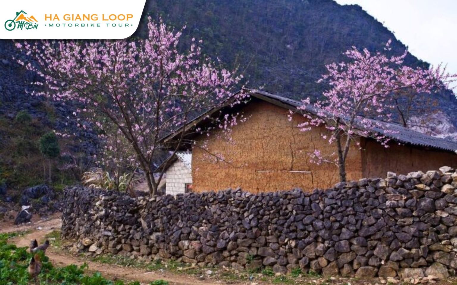 Best Locations for Cherry Blossoms on the Ha Giang Loop